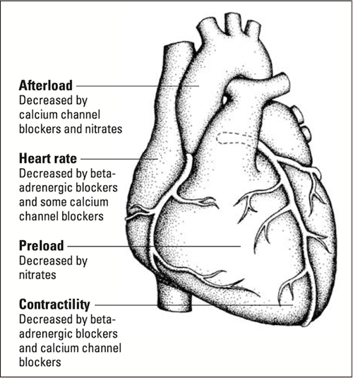 Antianginals – How Do They Work? |Lippincott NursingCenter